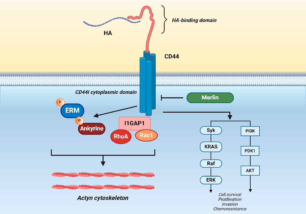 卡利亚里大学医院最新研究：CD44：结直肠癌的新预后标志物？-论论